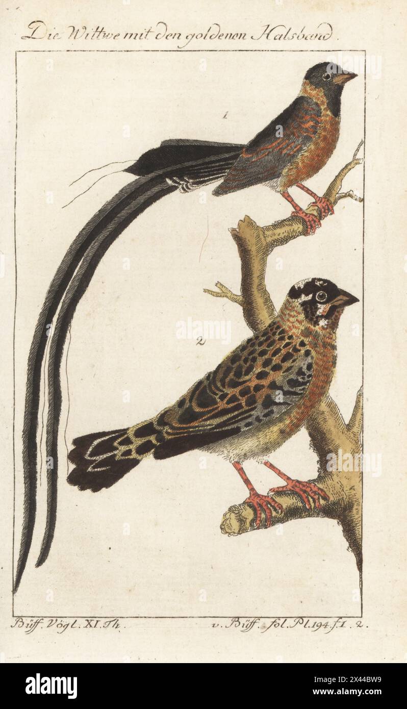 Sahel paradise whydah, Vidua orientalis, and Pallas's rosefinch ...