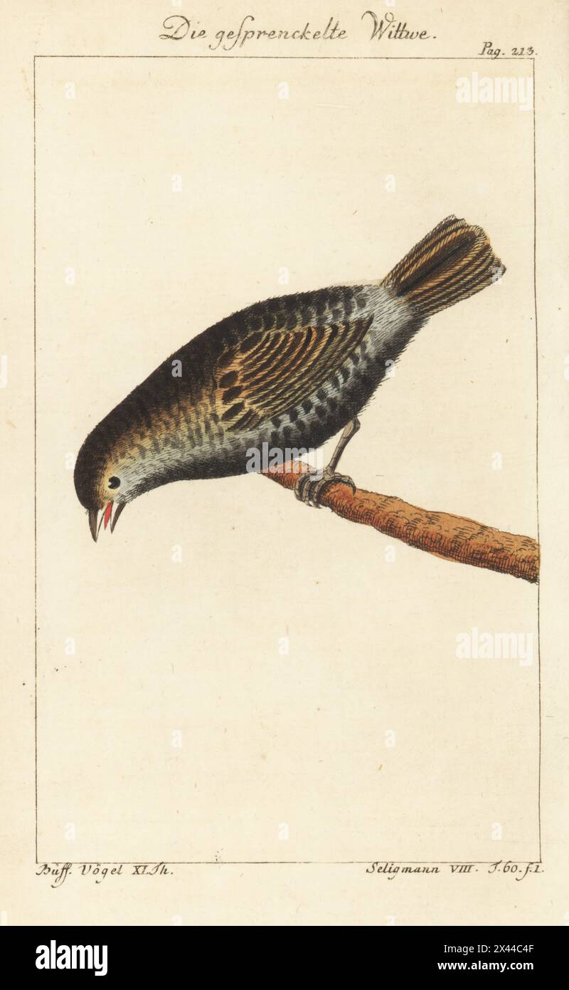 Linaria fusca hi-res stock photography and images - Alamy