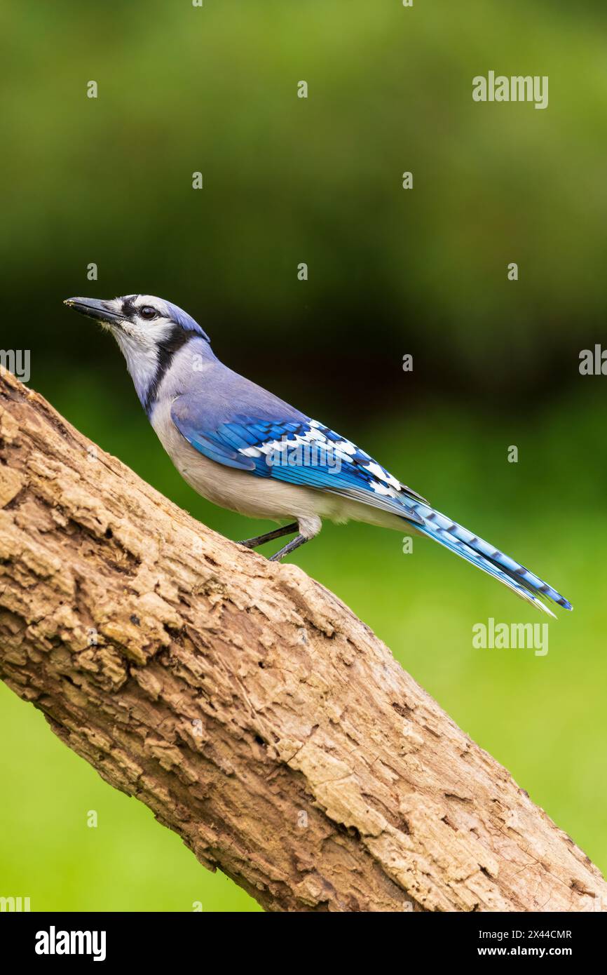 Marion county illinois hi-res stock photography and images - Alamy