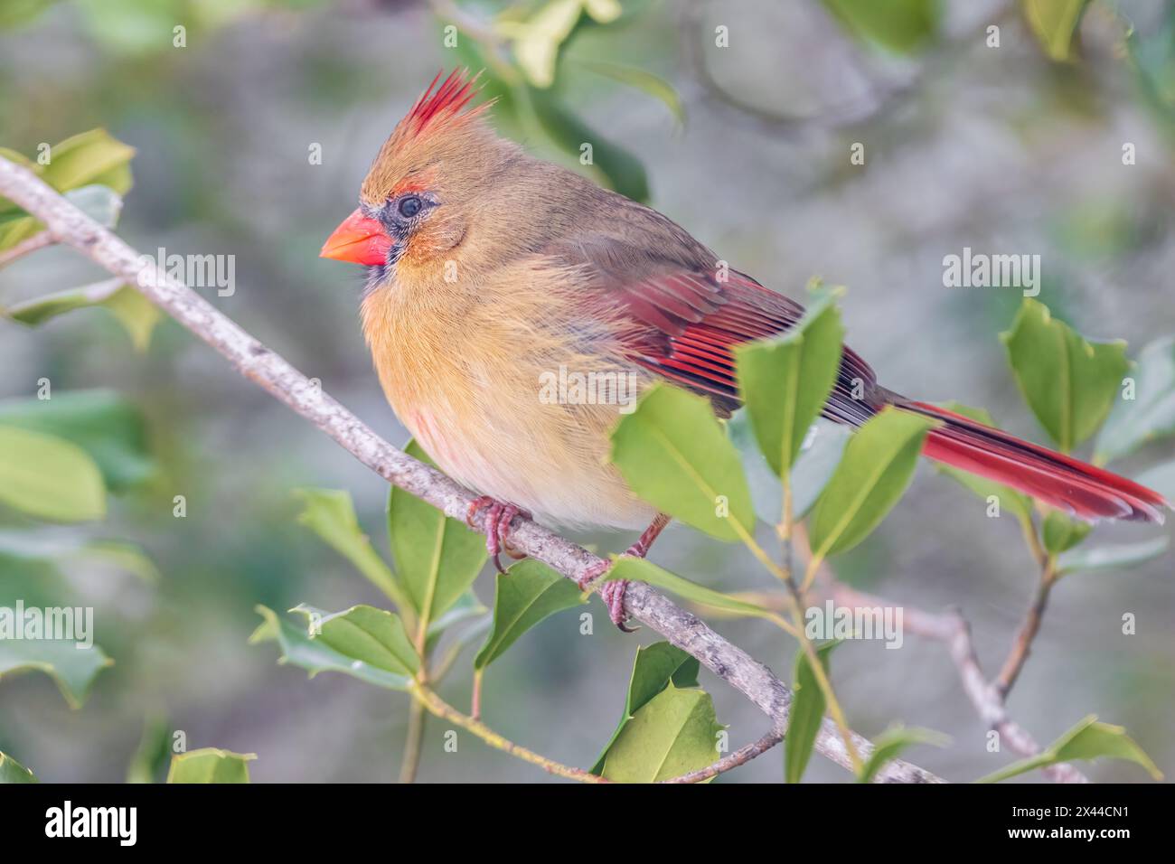 American holly tree hi-res stock photography and images - Alamy