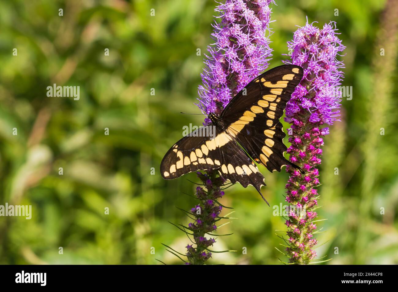 Giant Swallowtail on Prairie blazing star, Rock Cave Nature Preserve ...