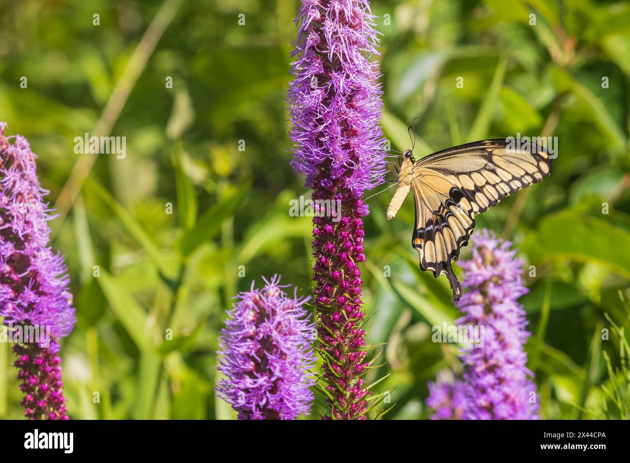 Giant Swallowtail on Prairie blazing star, Rock Cave Nature Preserve ...