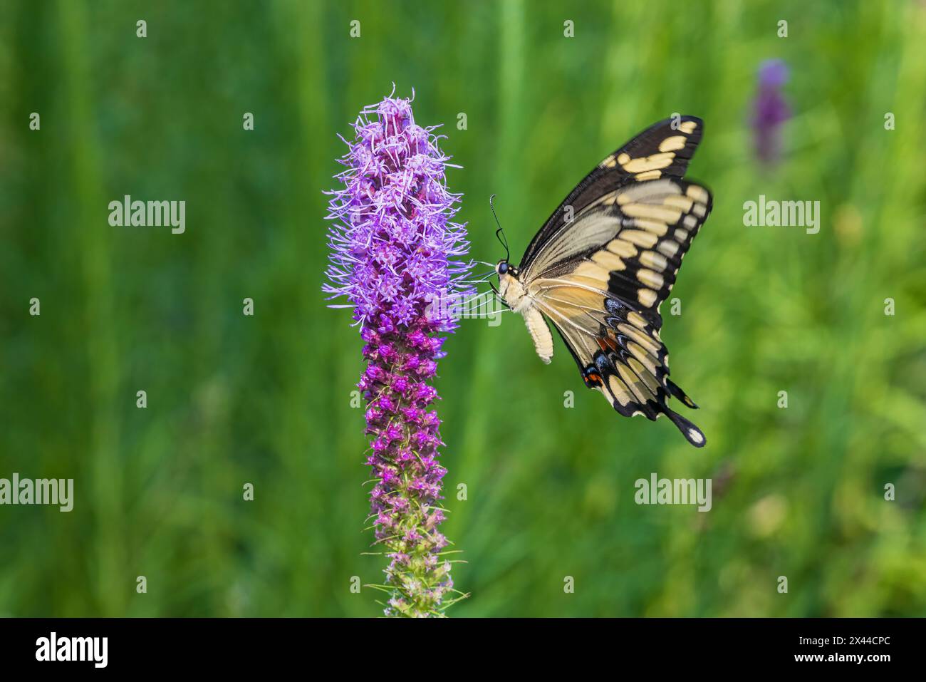 Giant Swallowtail on Prairie blazing star, Rock Cave Nature Preserve ...