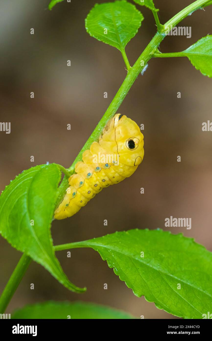 Spicebush Swallowtail caterpillar on Spicebush, Marion County, Illinois ...
