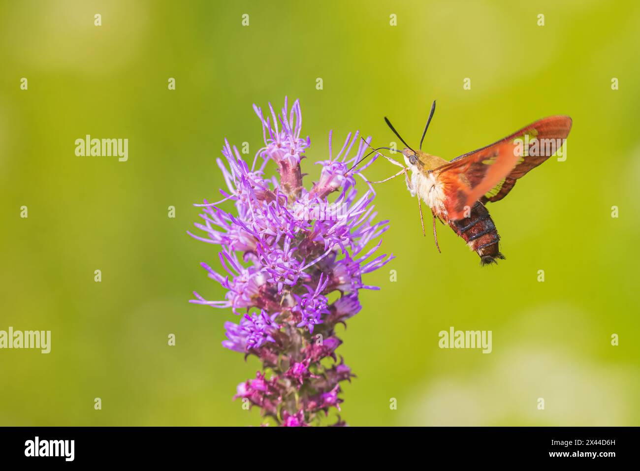Hummingbird Clearwing moth at Prairie Blazing Star, Effingham County ...