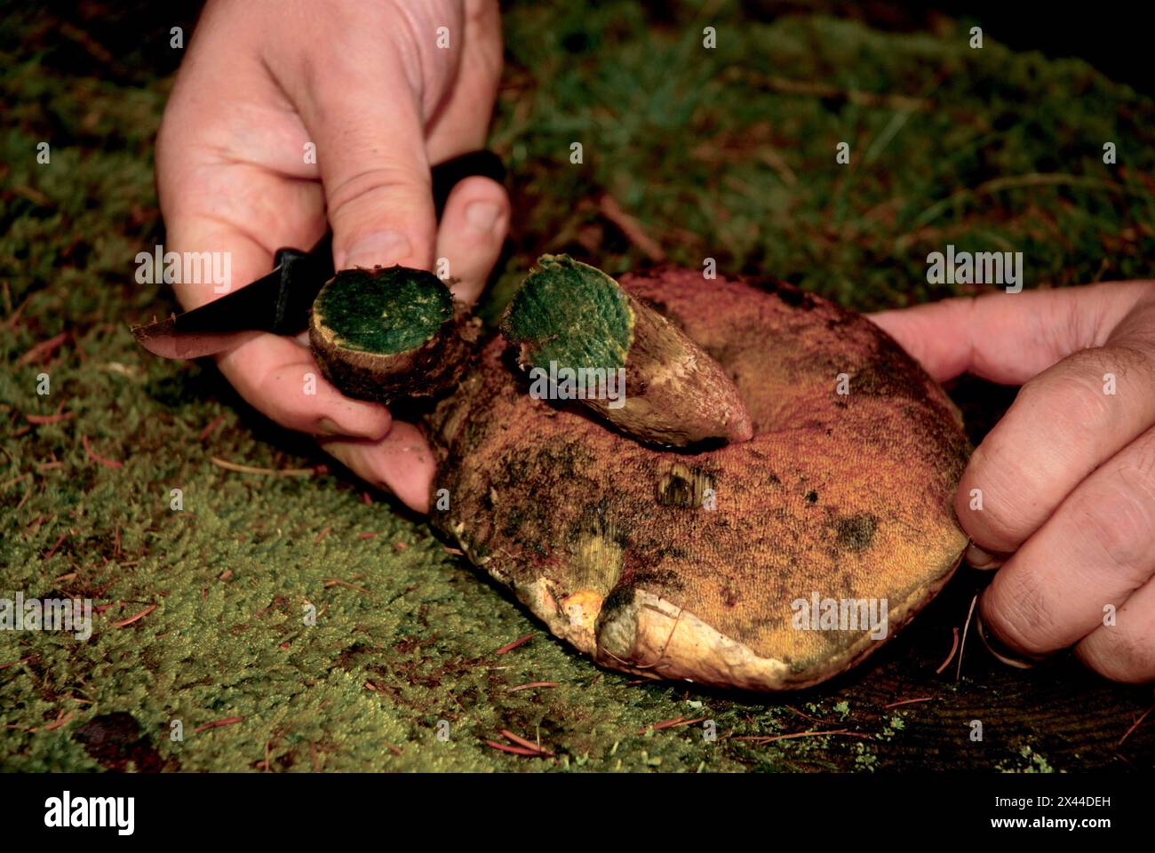 Boletus erythropus mushroom in the forest. Toxic but edible after ...