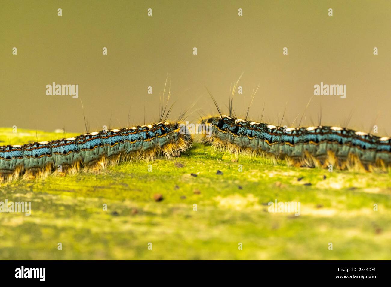 USA, Louisiana, Acadiana Park Nature Station. Close-up of tent worms ...