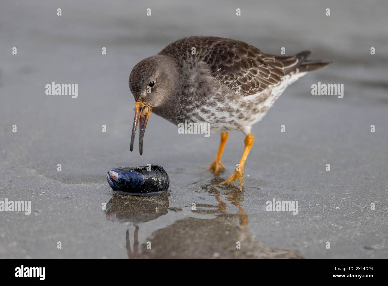 Purple Sandpiper (Calidris maritima), eating the contents of a Bivalve ...
