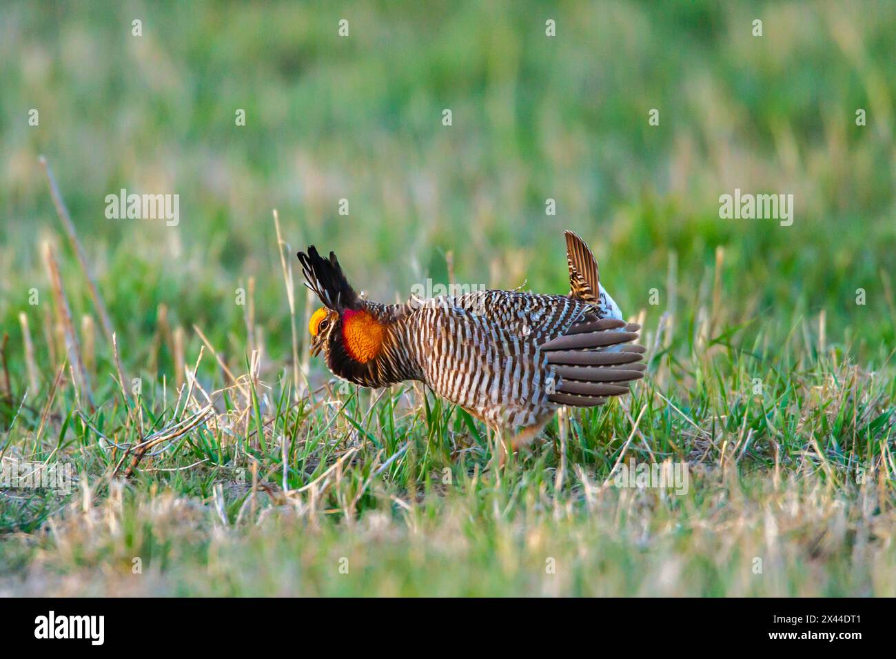 USA, Nebraska, Loup County. Greater prairie chicken male displaying on ...