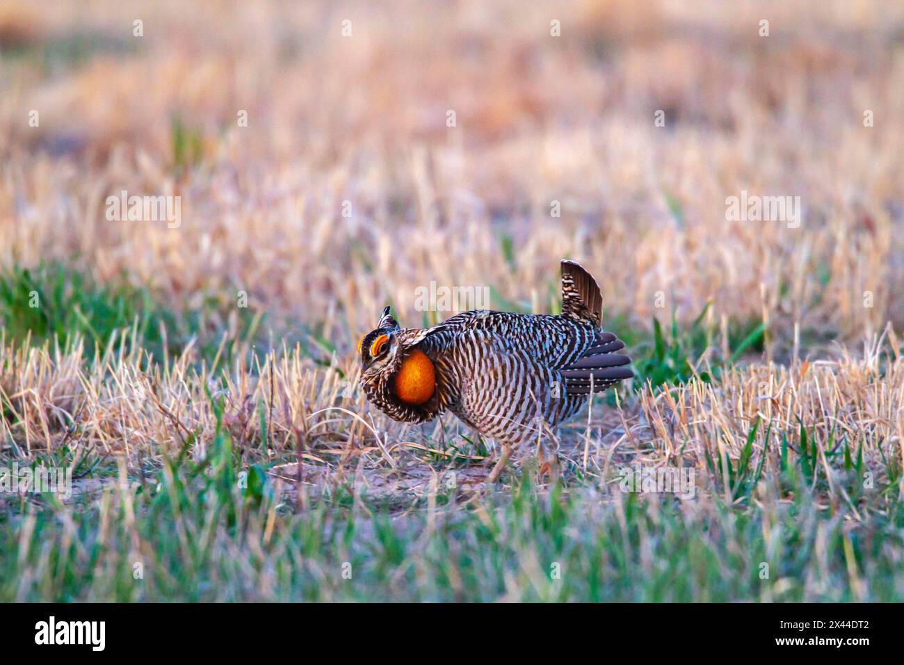 USA, Nebraska, Loup County. Greater prairie chicken male displaying on ...