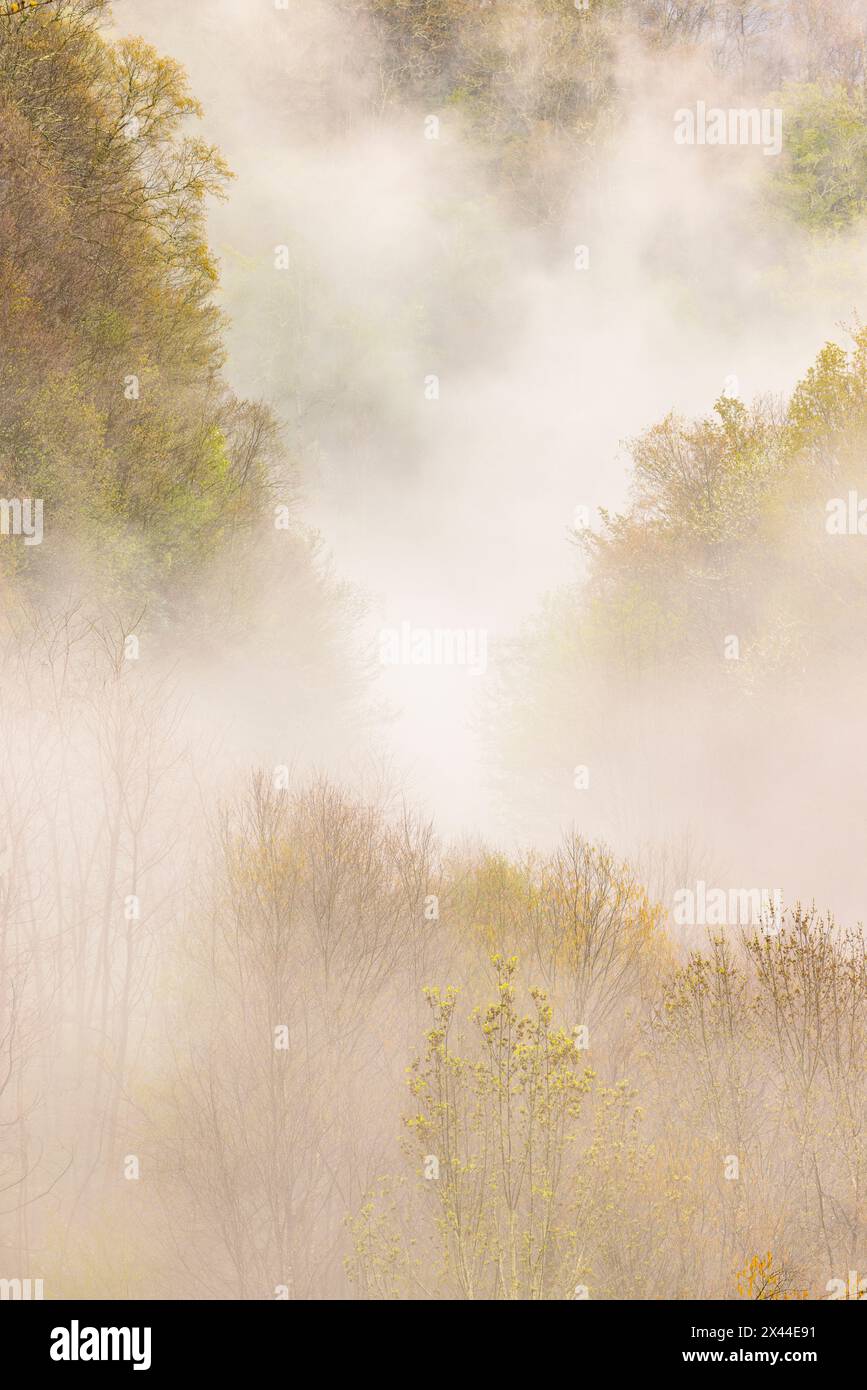 Mist rising from tapestry of blooming trees in spring, Great Smoky ...