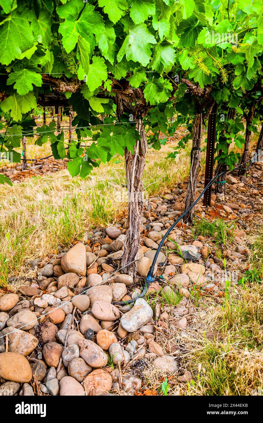 USA, Oregon, Milton-Freewater. Showing the stones characteristic of the ...