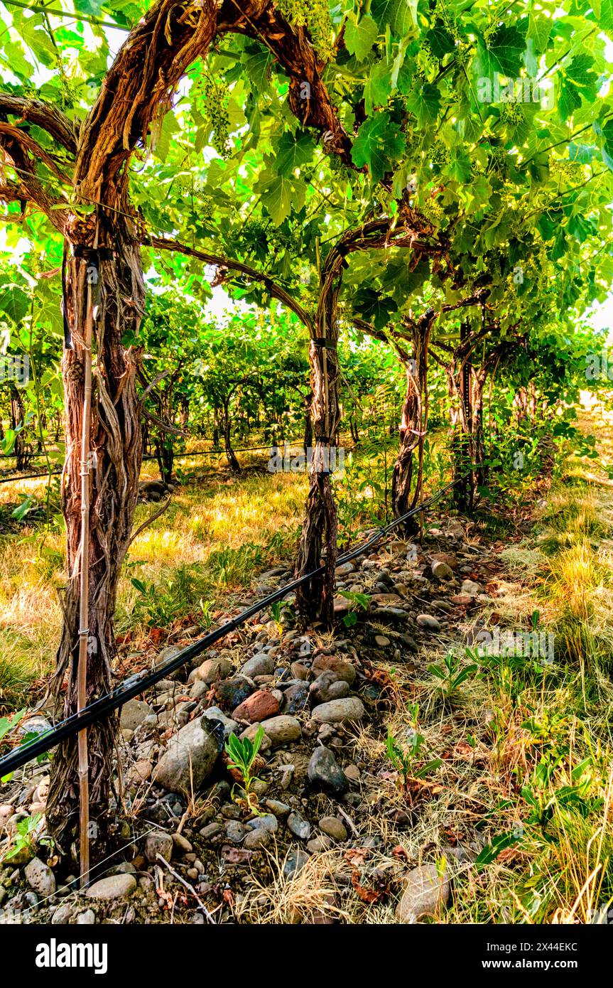 USA, Oregon, Milton-Freewater. Showing the stones characteristic of the ...