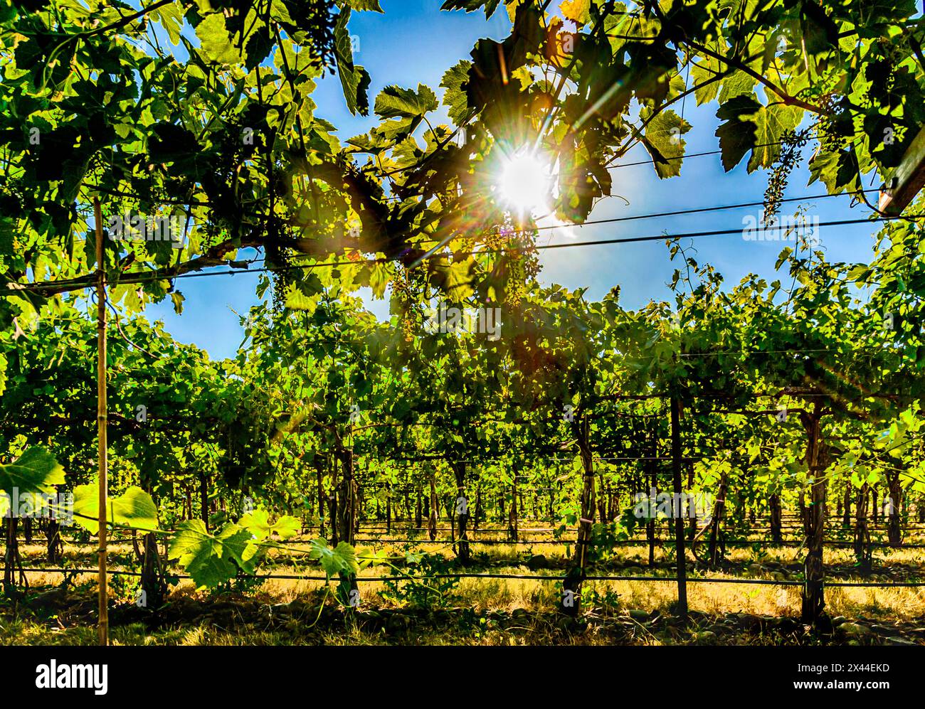 USA, Oregon, Milton-Freewater. Showing the stones characteristic of the ...