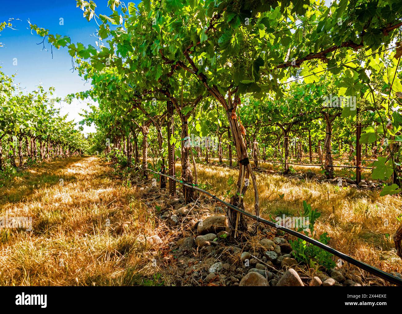 USA, Oregon, Milton-Freewater. Showing the stones characteristic of the ...