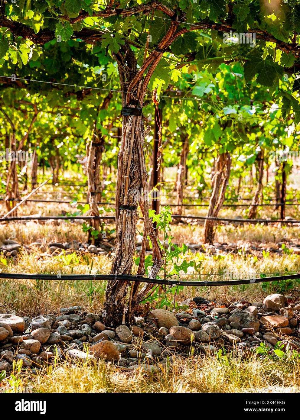 USA, Oregon, Milton-Freewater. Showing the stones characteristic of the ...