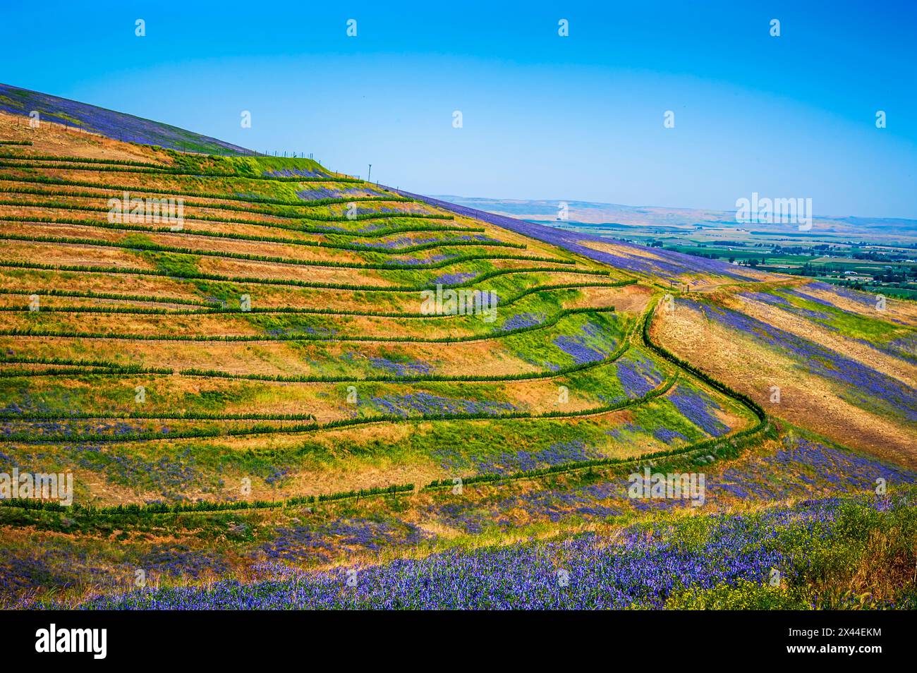 USA, Oregon, Milton-Freewater. A workhorse cover crop, vetch ...