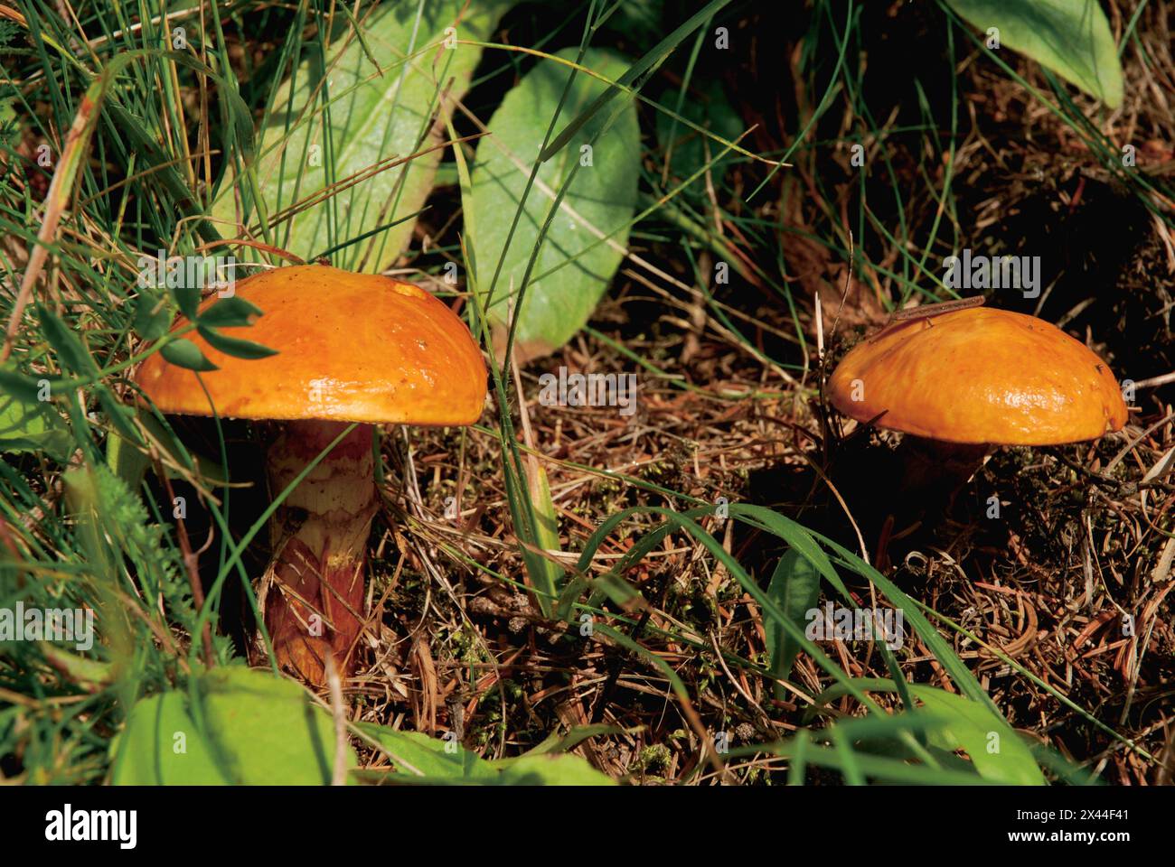 Suillus mushroom in the woods, BOLETUS ELEGANS Stock Photo - Alamy