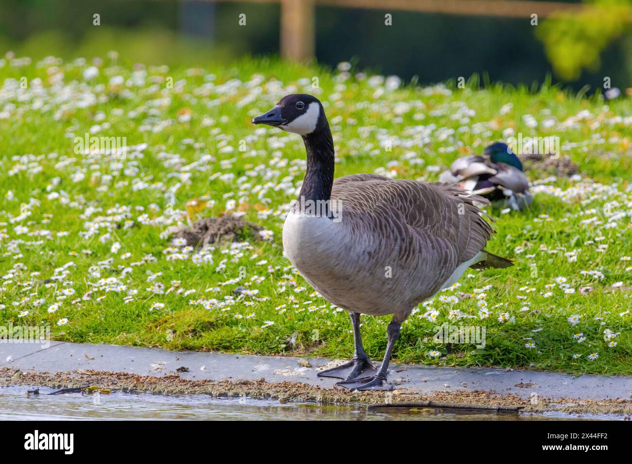 Grey wild goose, cute Water Birds Geese and Chicks at Lake Stock Photo ...
