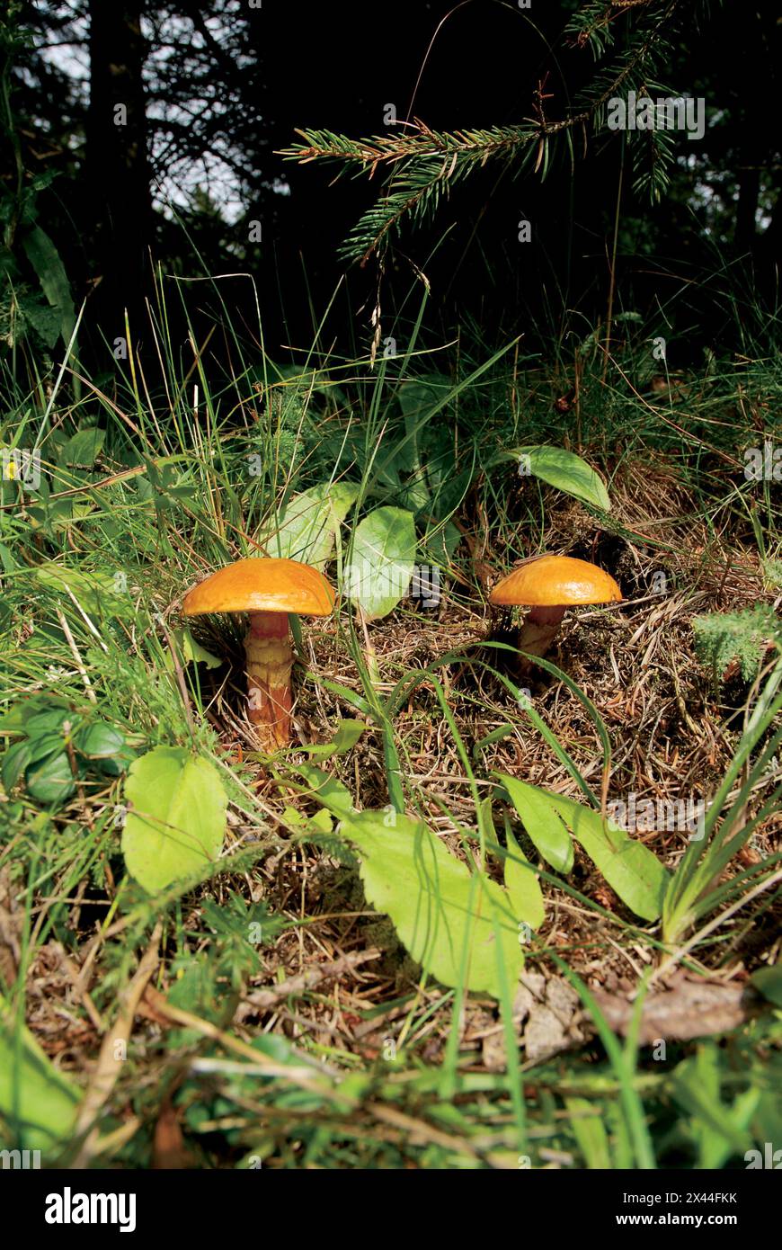 Suillus mushroom in the woods, BOLETUS ELEGANS Stock Photo - Alamy