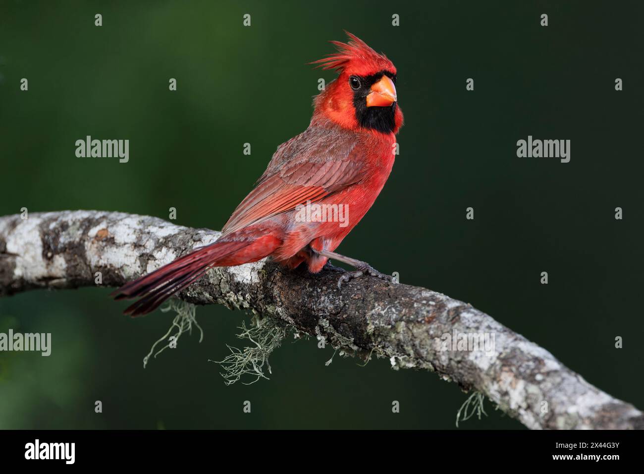 Male Northern Cardinal, Rio Grande Valley, Texas Stock Photo - Alamy