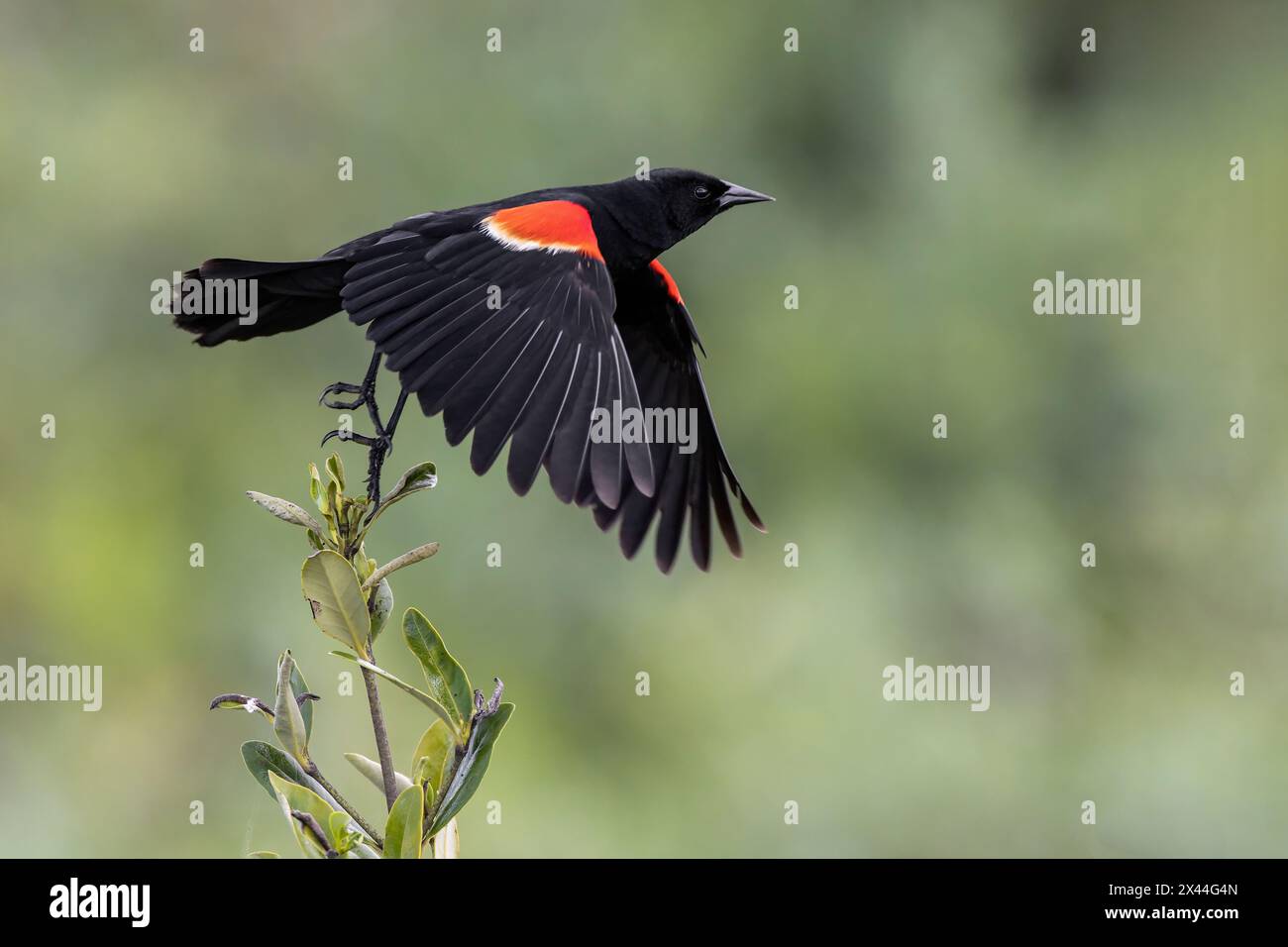 Male red-winged blackbird in flight, South Padre Island, Texas Stock ...