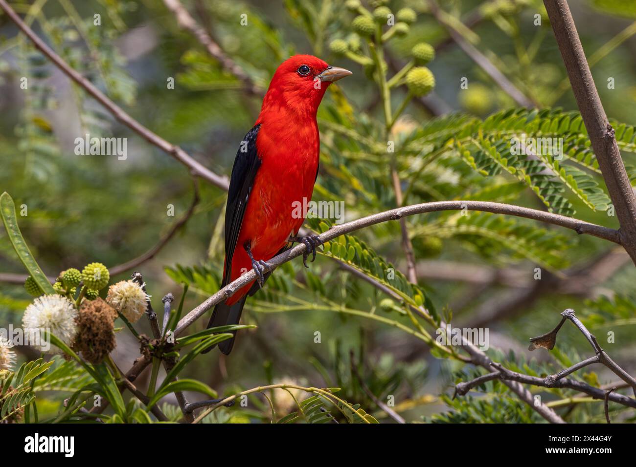 Male scarlet tanager, South Padre Island, Texas Stock Photo - Alamy