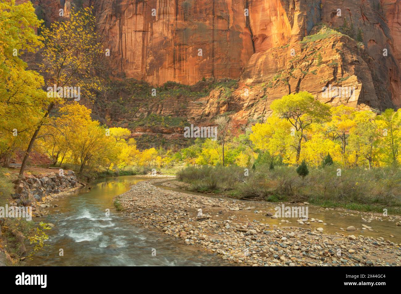 Fall color along the Virgin River, Zion National Park, Utah Stock Photo ...