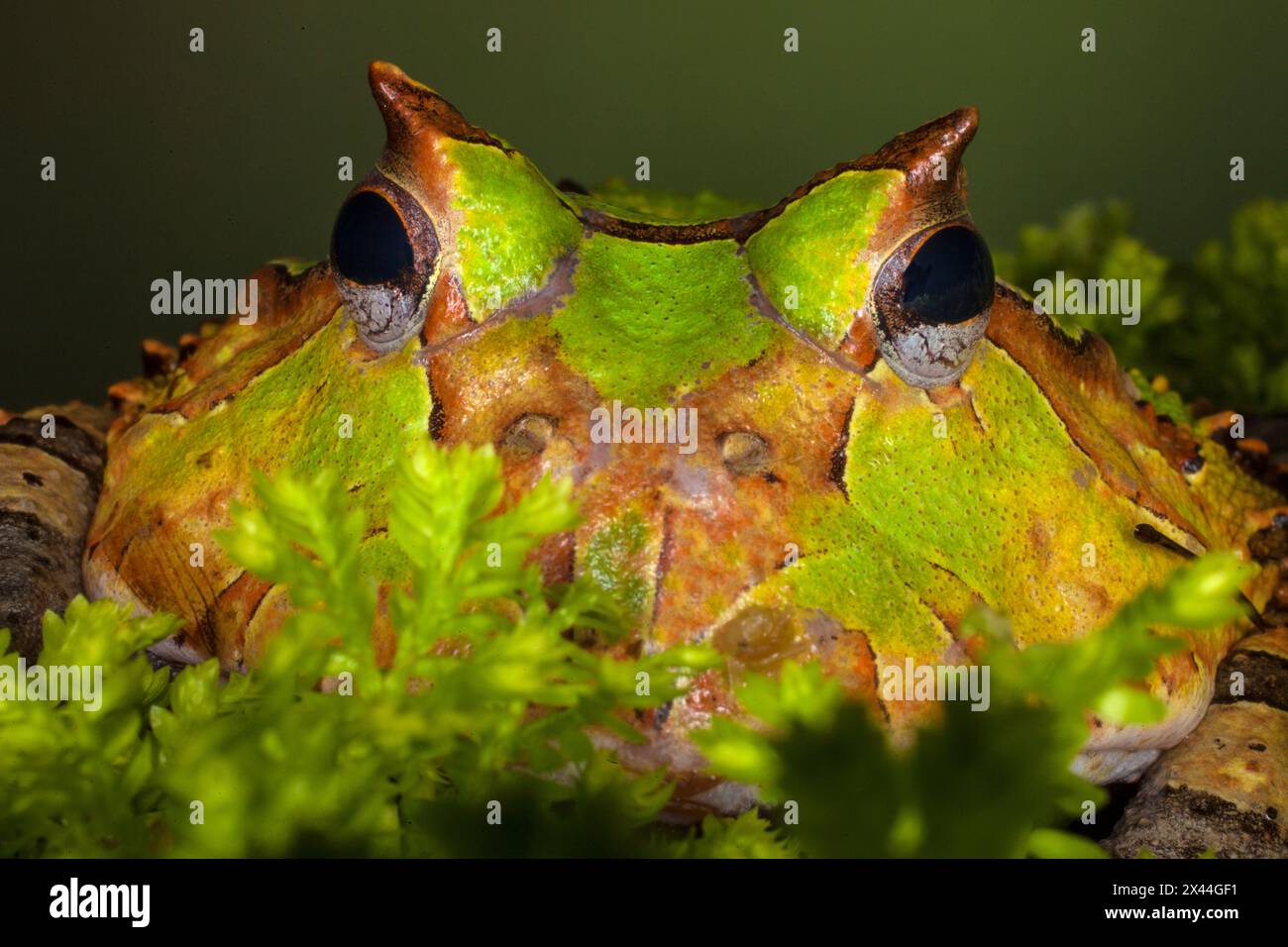 South America, Surinam. Horn frog face close-up. (Editorial Use Only ...