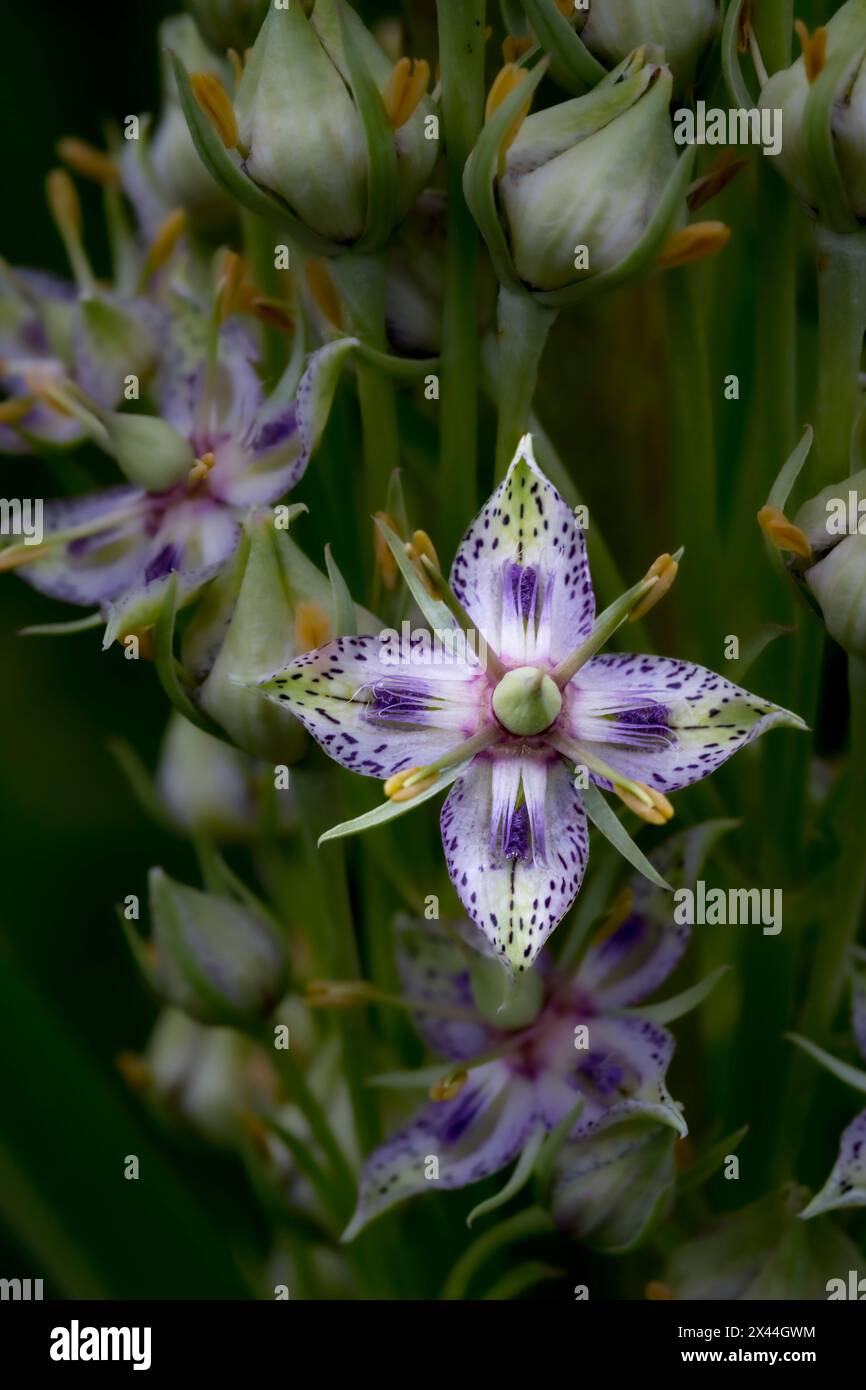 Green gentian frasera speciosa hi-res stock photography and images - Alamy