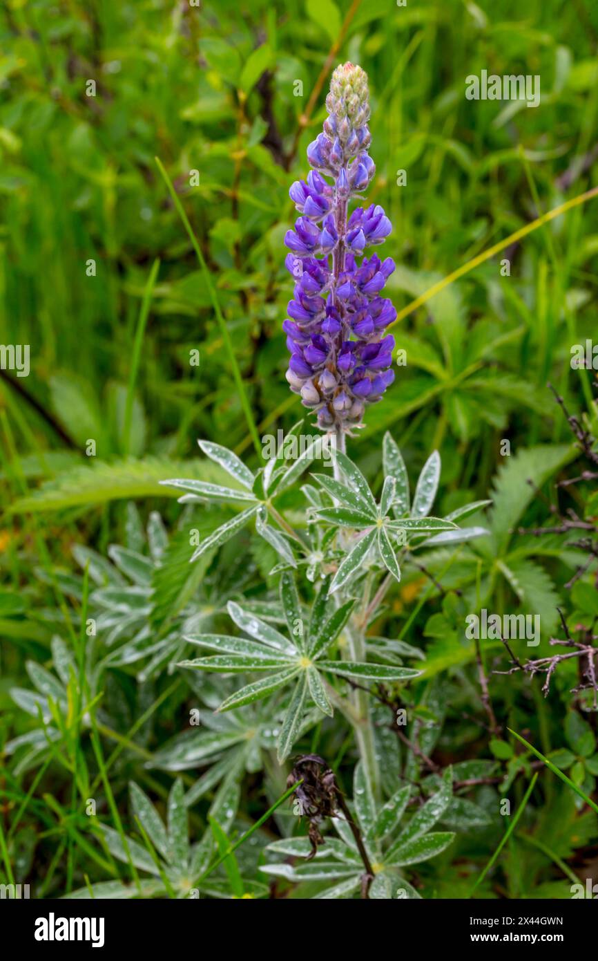 Common lupine wildflower in Utah Stock Photo - Alamy