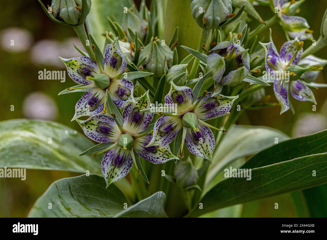 Green gentian wildflowers in Fish Lake National Forest Stock Photo - Alamy