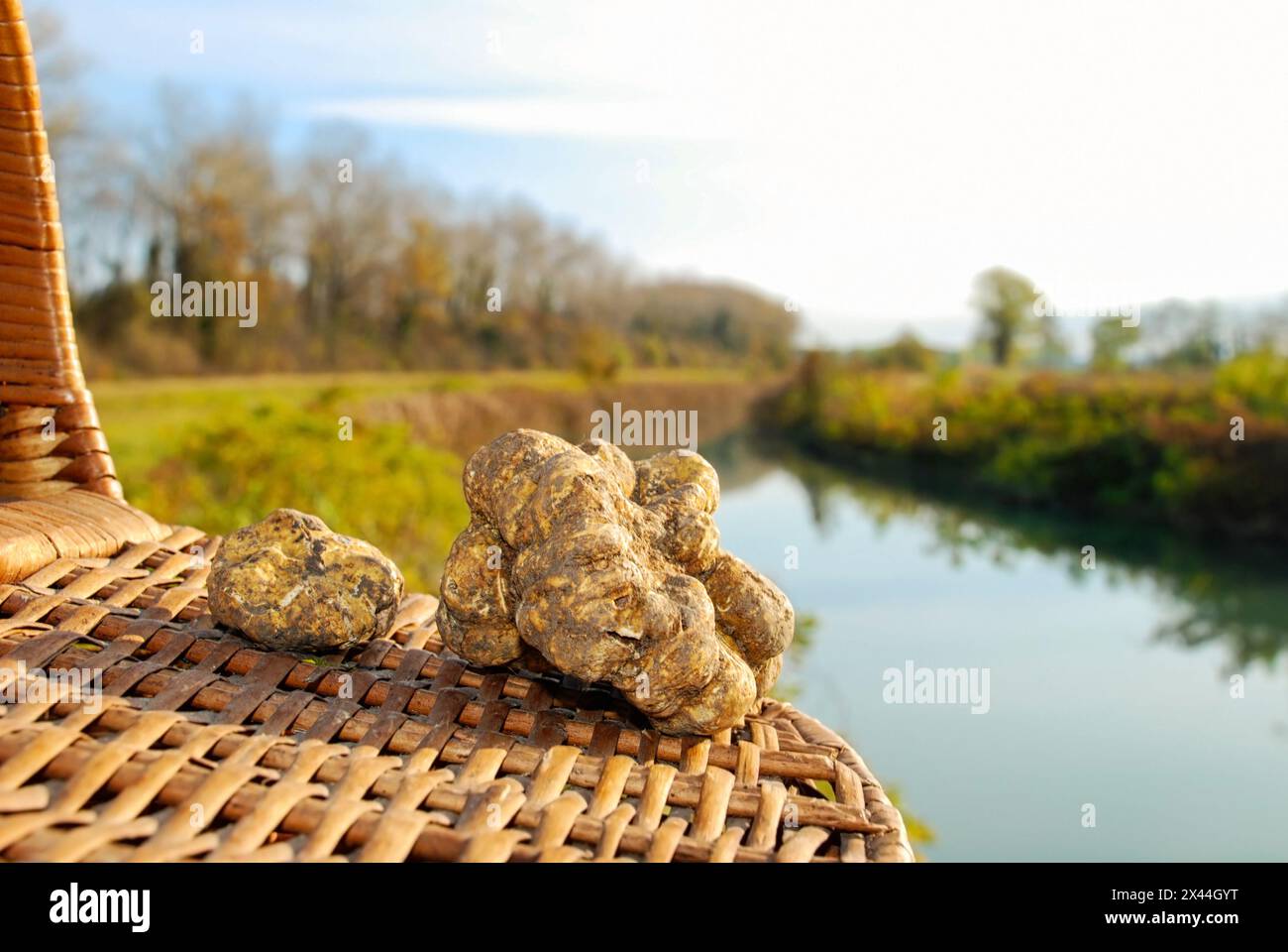 Underground fungus hi-res stock photography and images - Alamy
