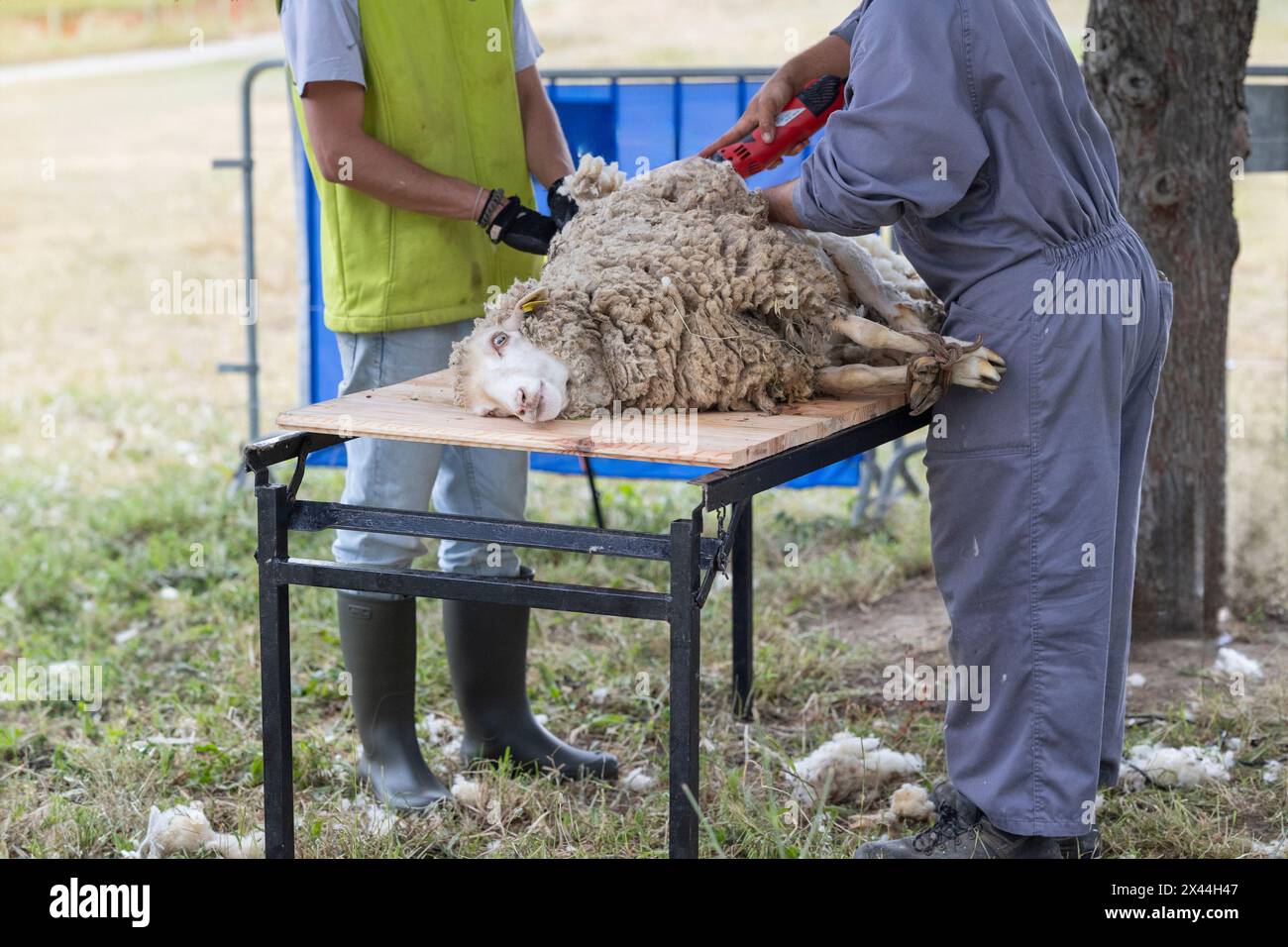 Shearing claw hi-res stock photography and images - Alamy