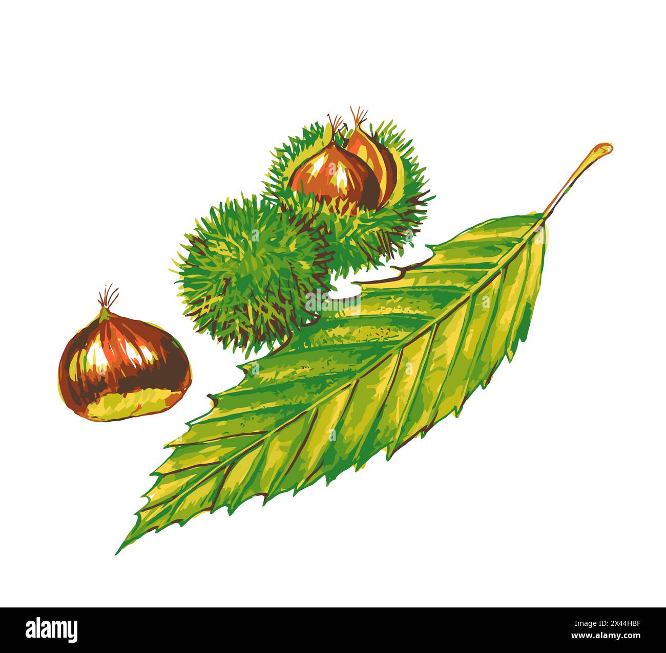 Illustration of Chestnuts and leaf on white background Stock Photo - Alamy