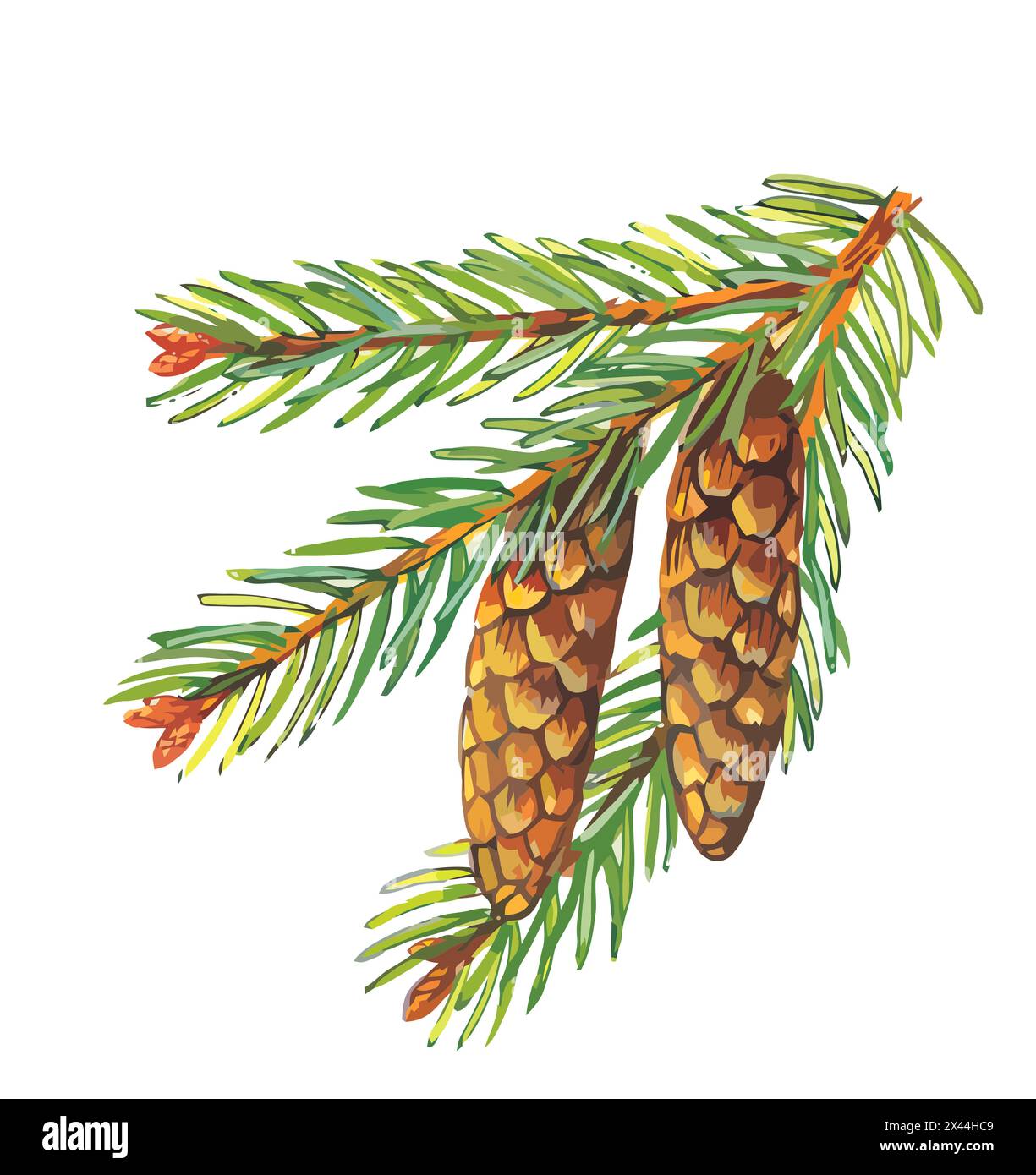 Illustration of fir cone with branch isolated on white background Stock ...