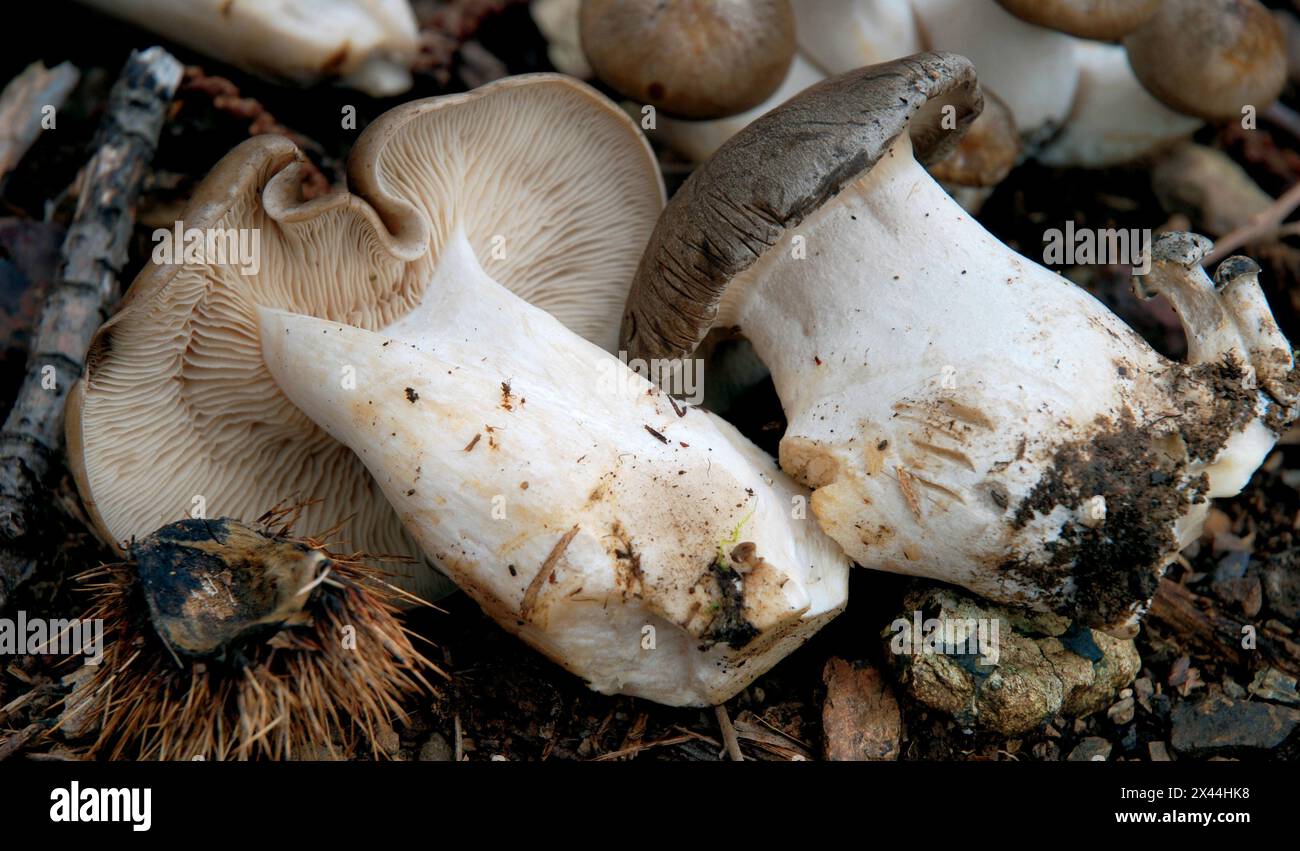 Lyophyllum fumosum mushroom in the forest Stock Photo - Alamy