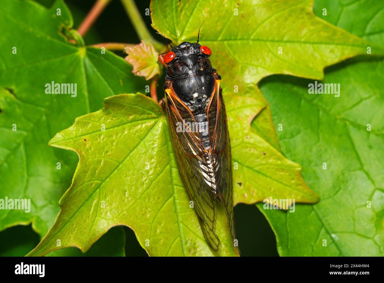 Close-up of a Cicada on a tree leaf. 13-year periodical cicada from ...