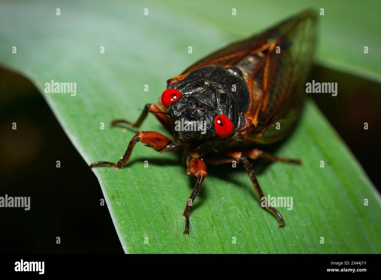 Close-up of a Cicada. 13-year periodical cicada from Brood XIX emerging ...