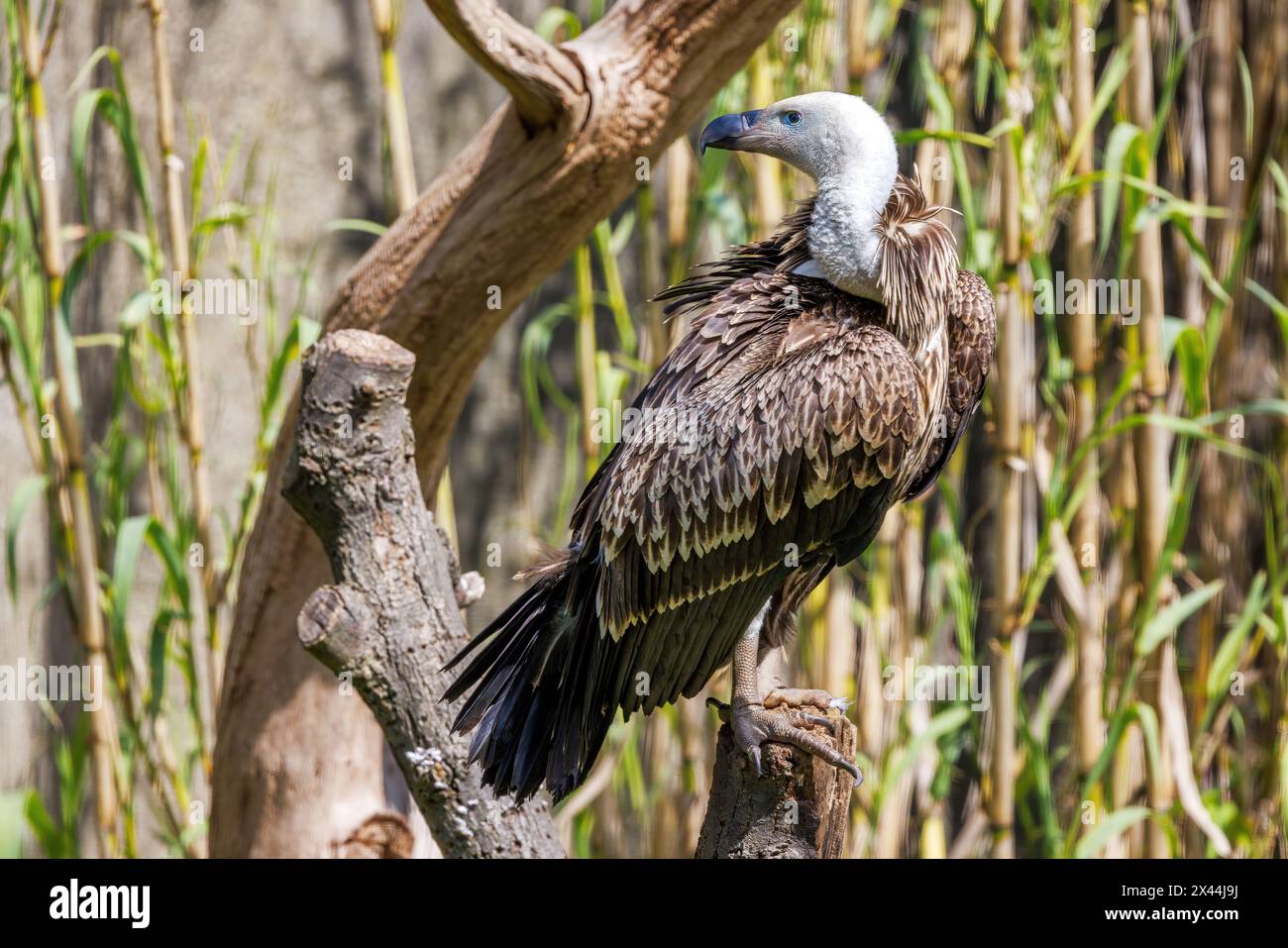 A Ruppell's griffon vulture, Gyps rueppelli, a large bird of prey ...