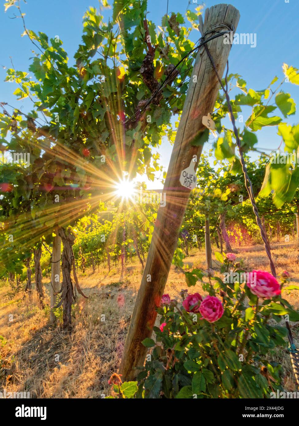 Bright sunlight streaming through the grape vines lined with pink roses ...