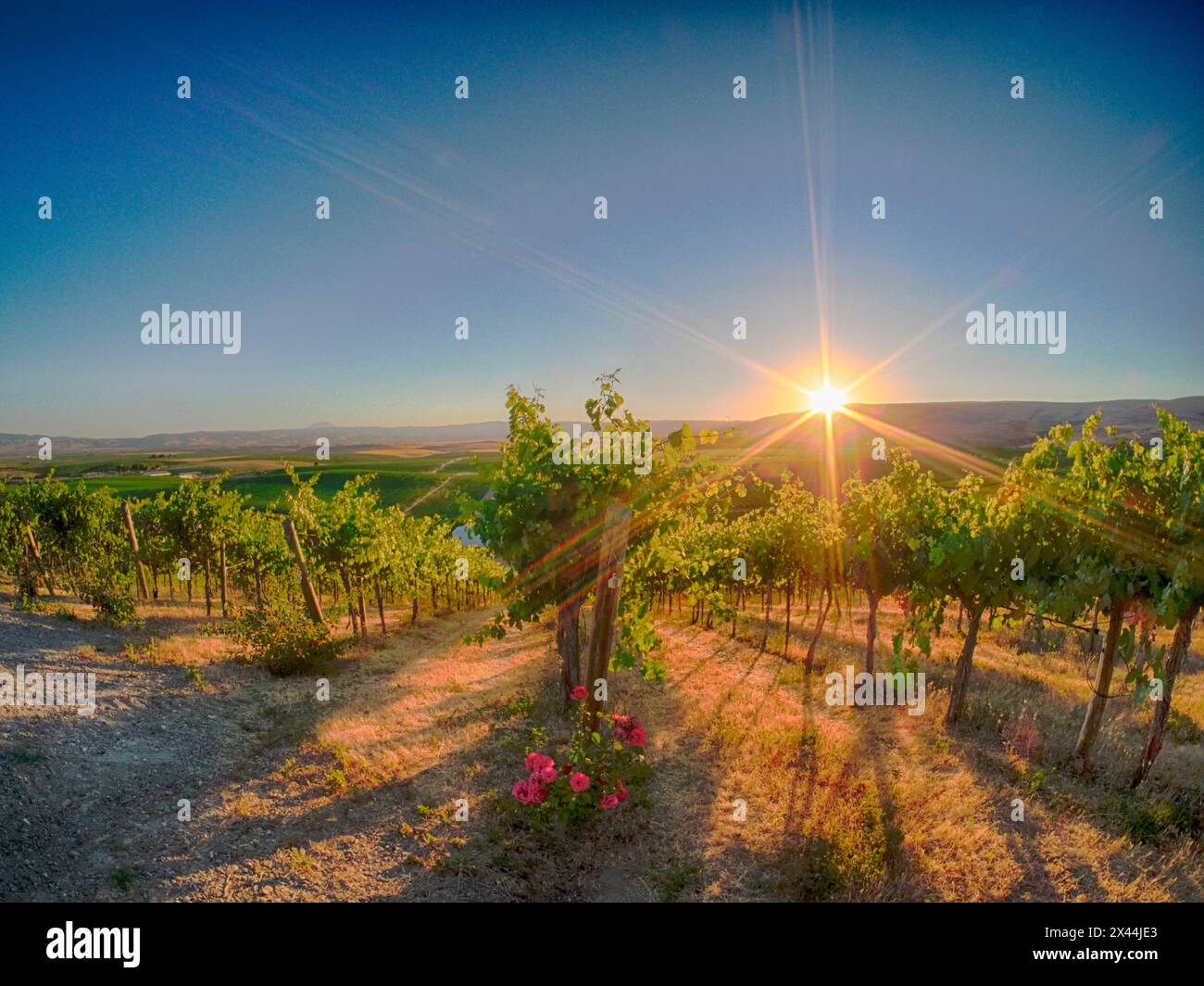 Bright sunlight streaming through the grape vines lined with pink roses ...
