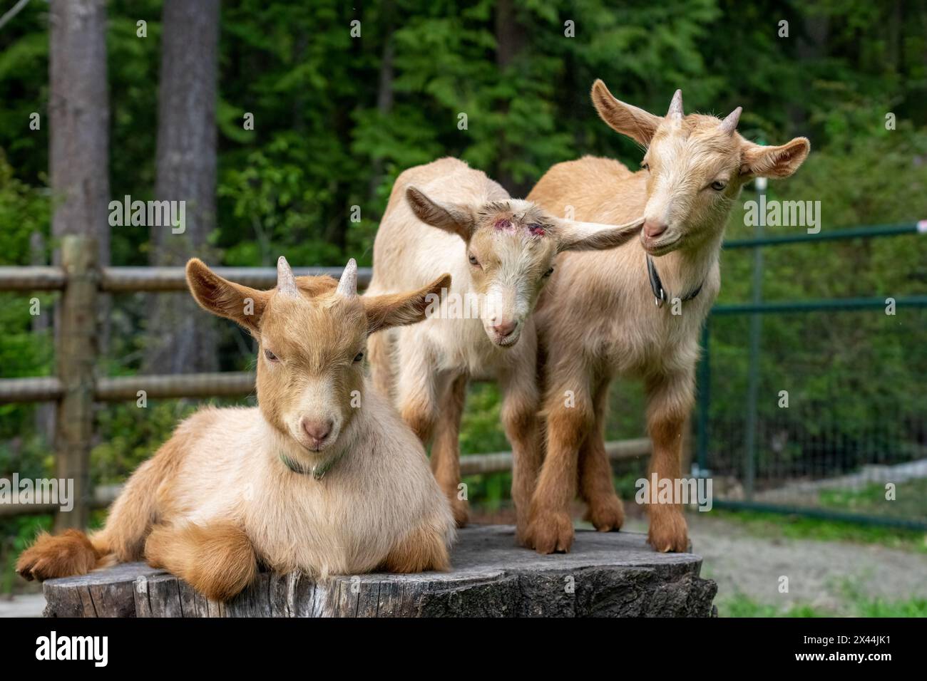 Issaquah, Washington State, USA. Three three-week old guernsey goats on ...