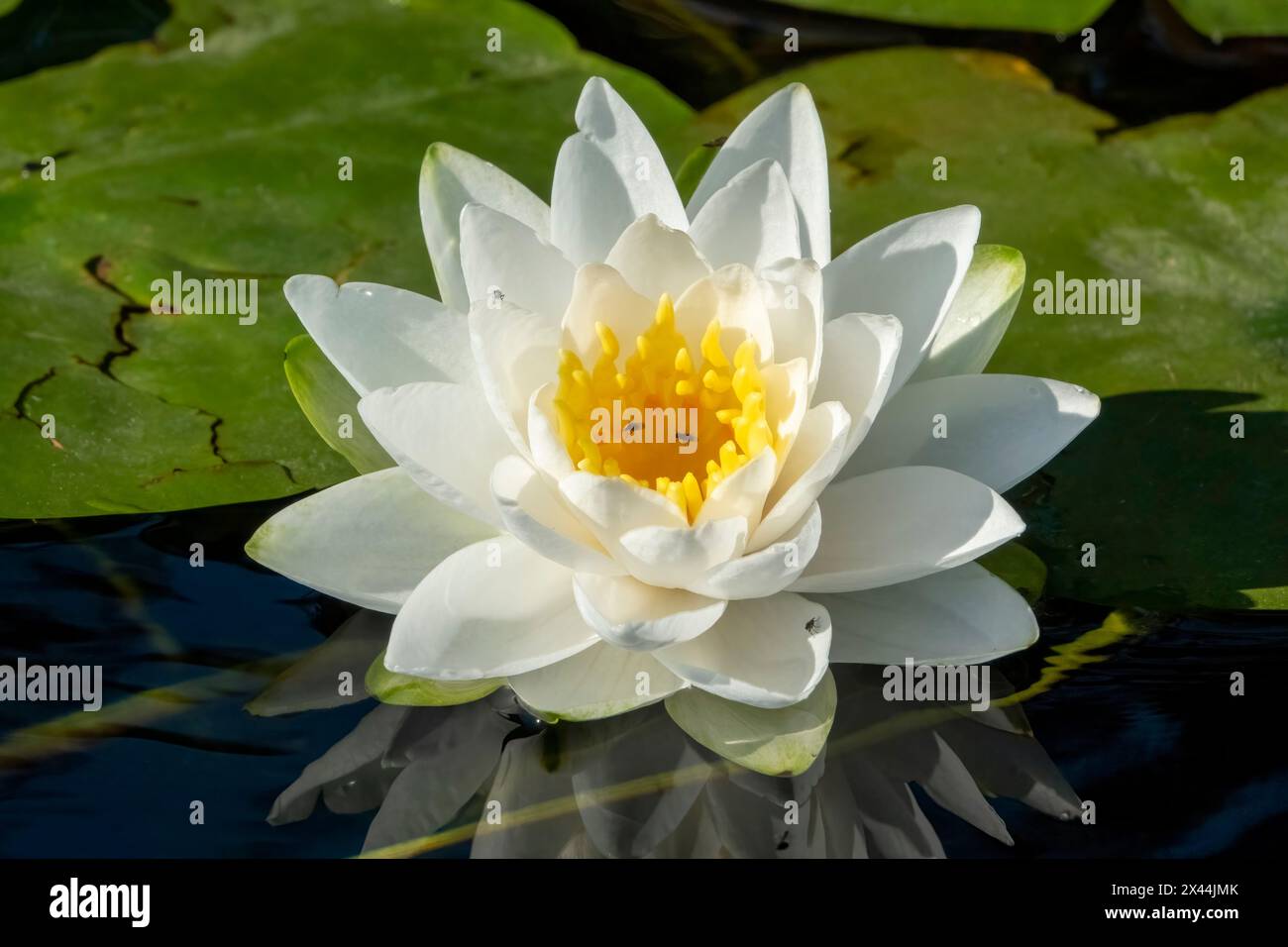 Issaquah, Washington State, USA. Fragrant water lily, considered a ...