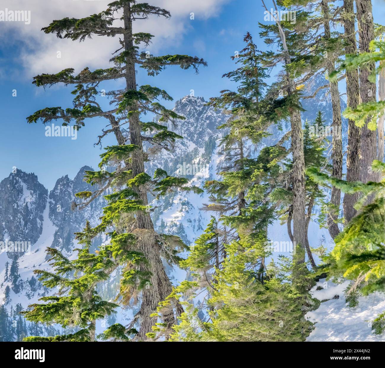 USA, Washington State, Alpine Lakes Wilderness. Alpine fir trees with ...