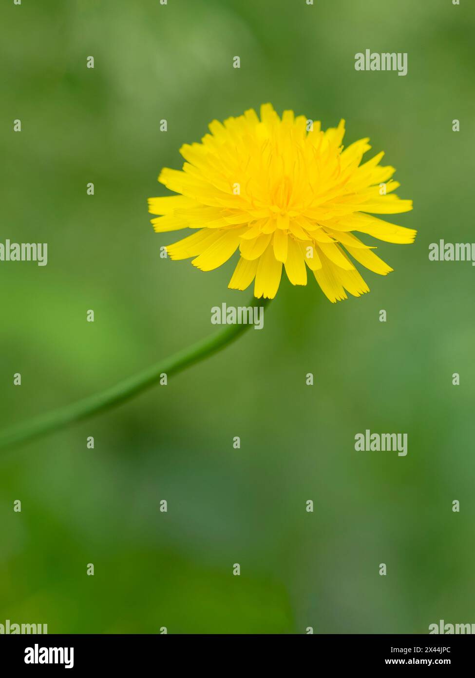 Cats ear flower hi-res stock photography and images - Alamy