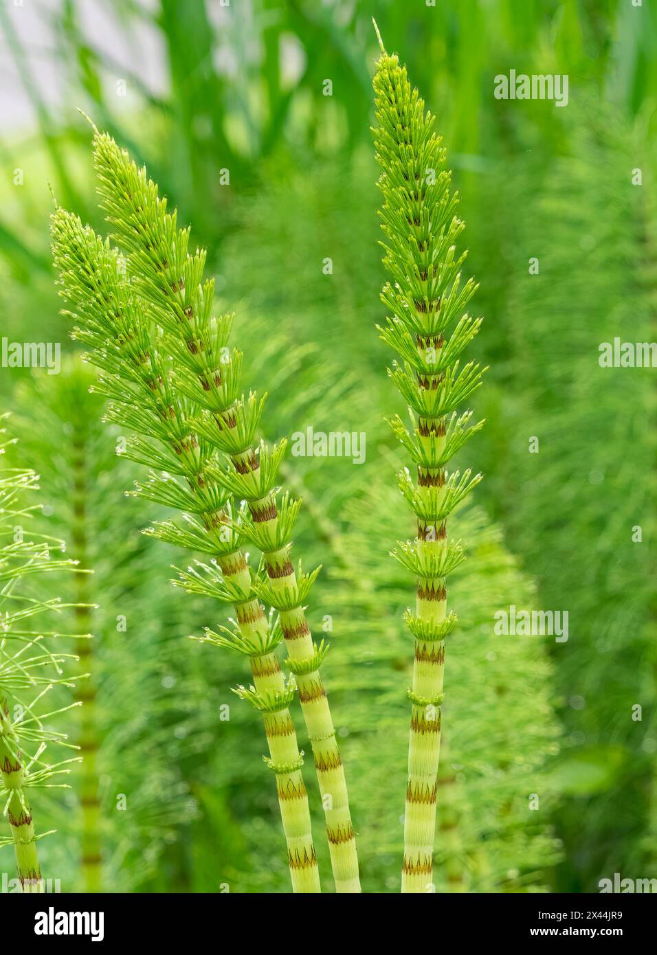 USA, Washington State. Horsetail Fern Stock Photo - Alamy