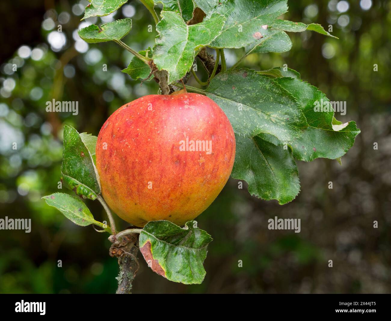 Hanging on tree limb hi-res stock photography and images - Alamy