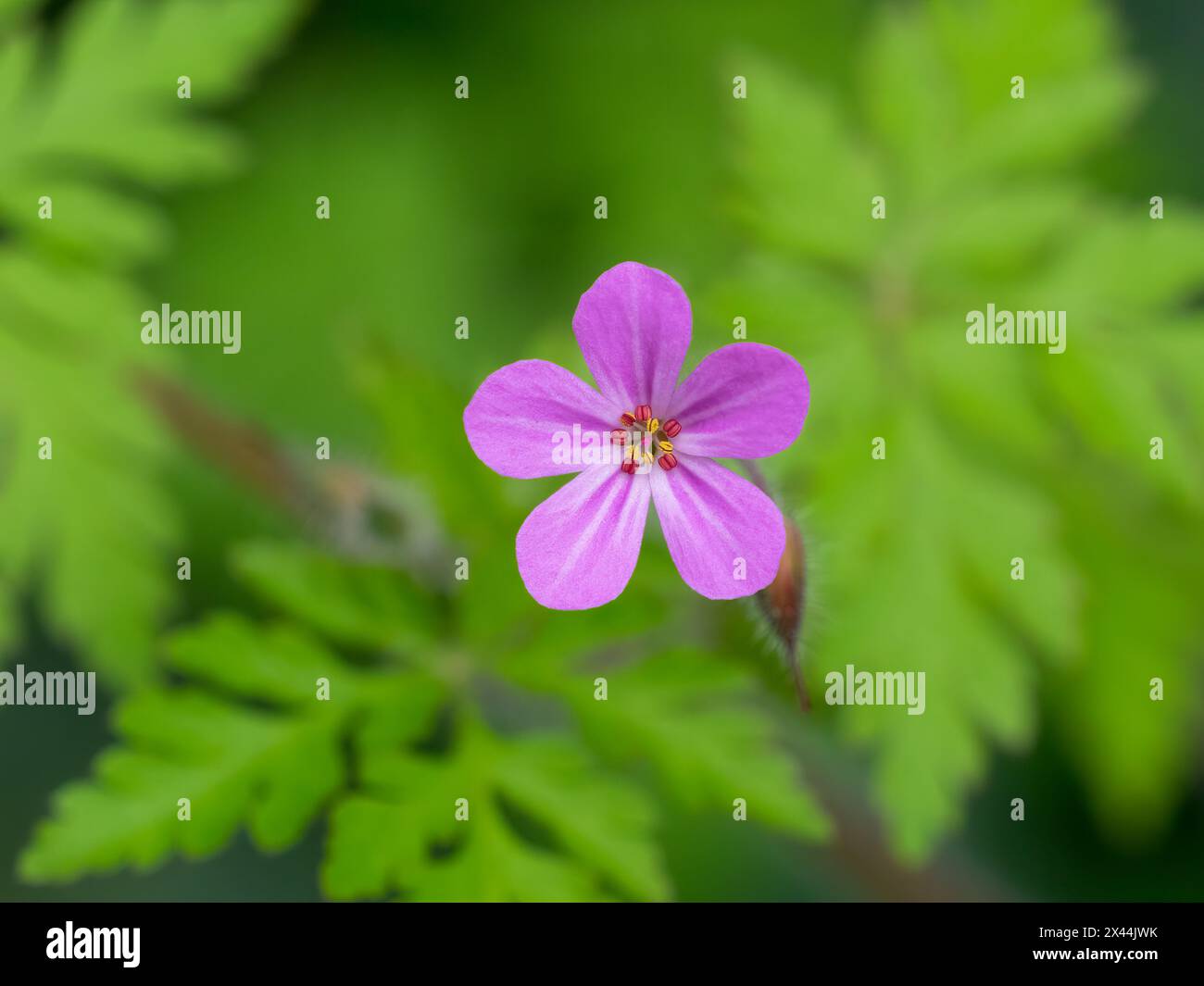 Weed geranium hi-res stock photography and images - Alamy