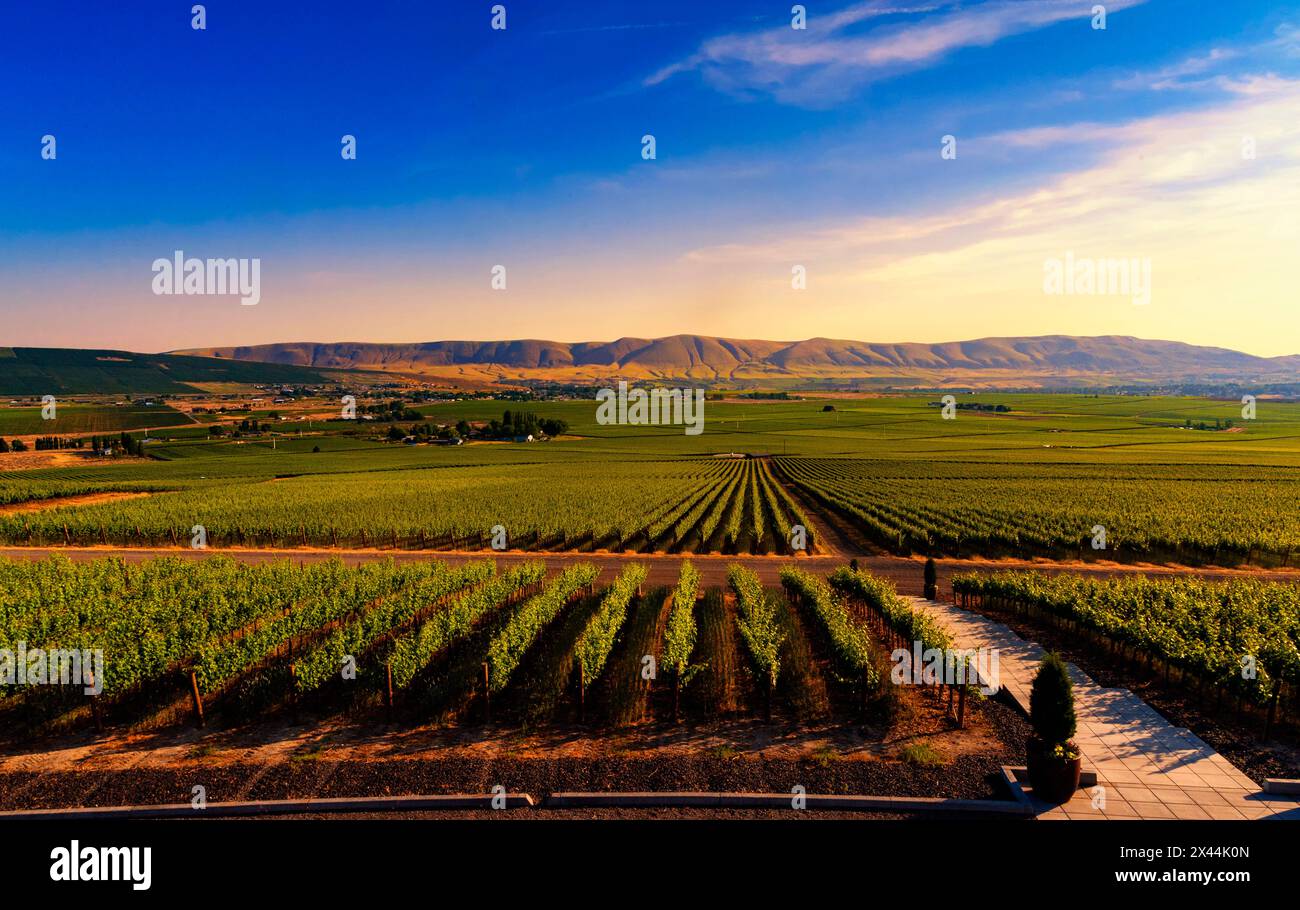 USA, Washington State, Red Mountain. Dusk on the vineyards of Red ...